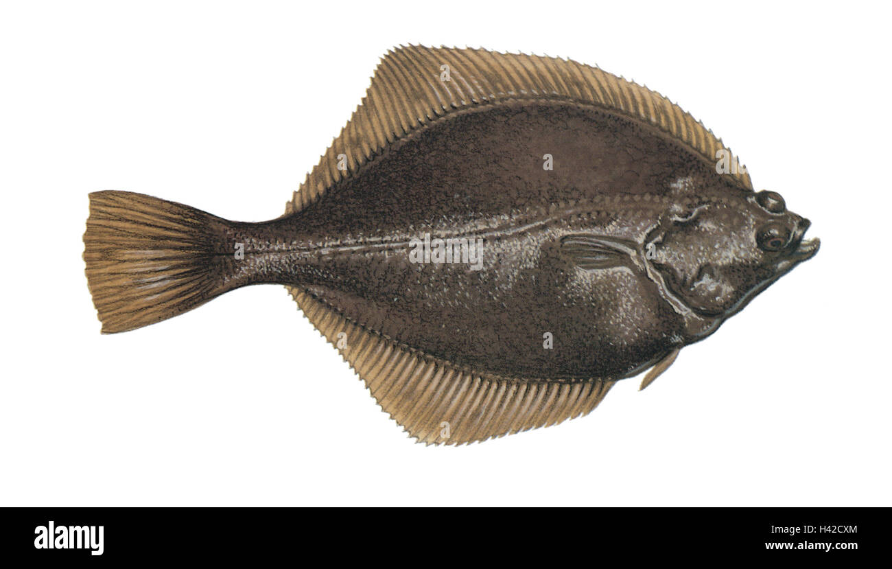 Illustration, flounder, Platichthys flesus, NOT FREELY FOR BOOK ...