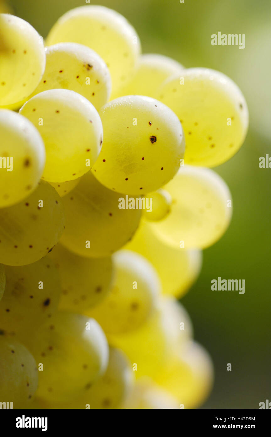 White grape varieties hi-res stock photography and images - Alamy