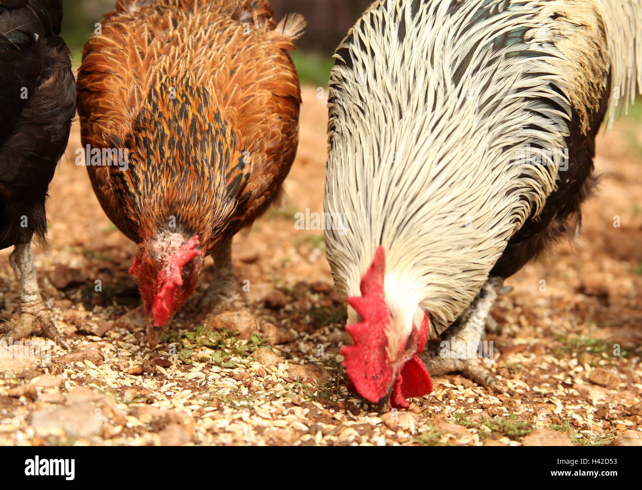 rooster and chicken Stock Photo - Alamy