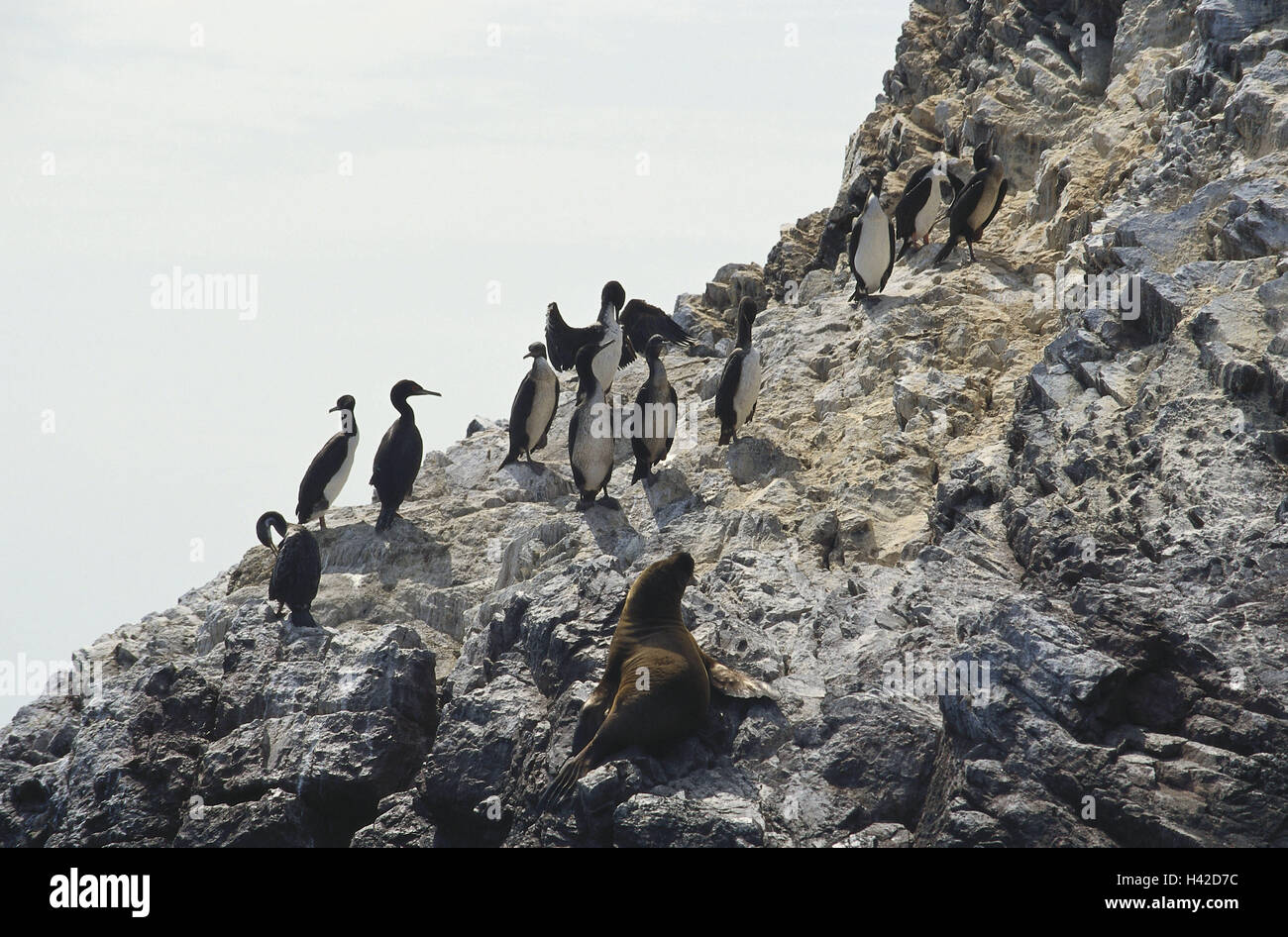 Reserva nacional de paracas peru High Resolution Stock Photography and ...