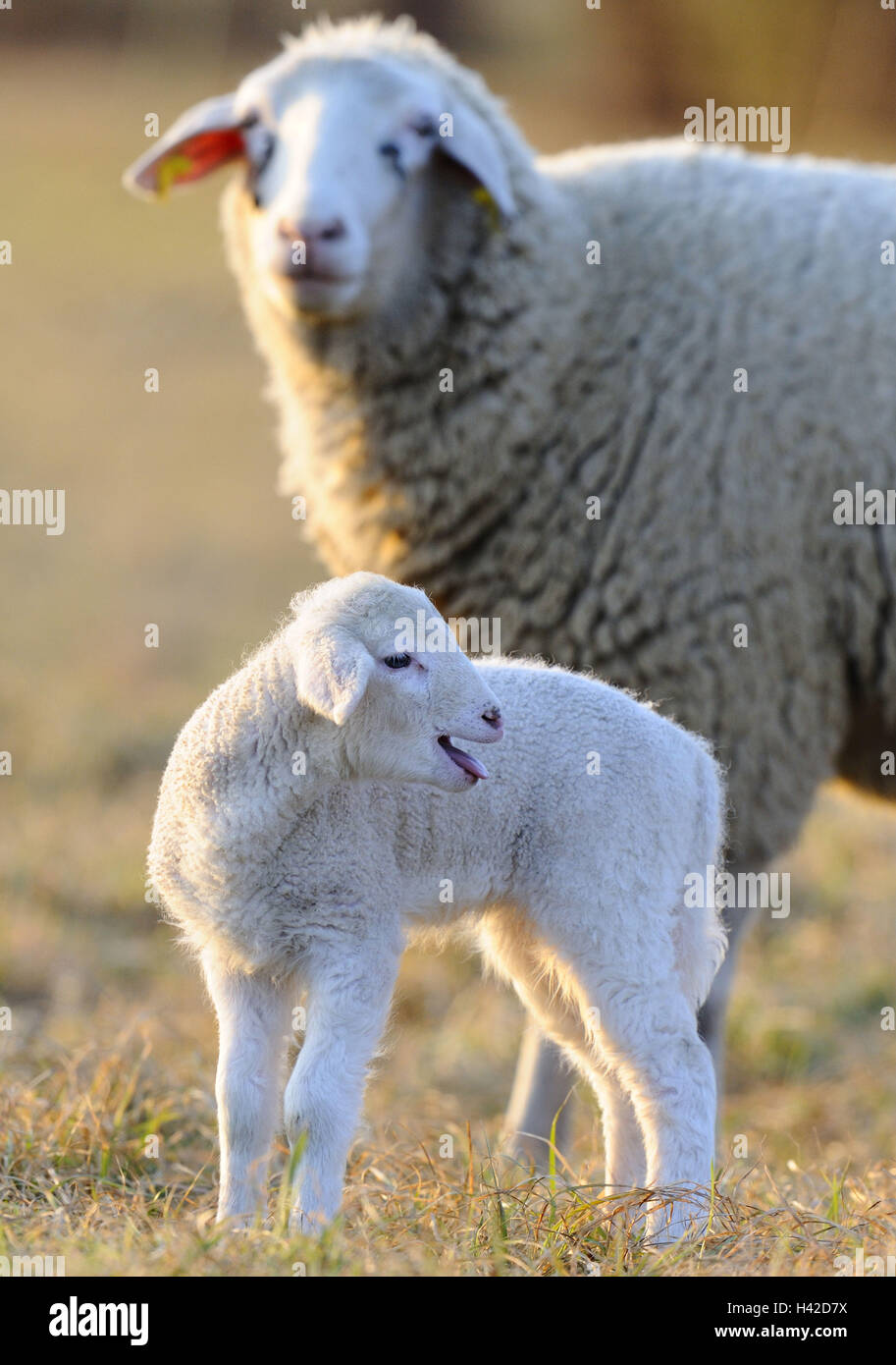 Animal lamb sheep hi-res stock photography and images - Alamy