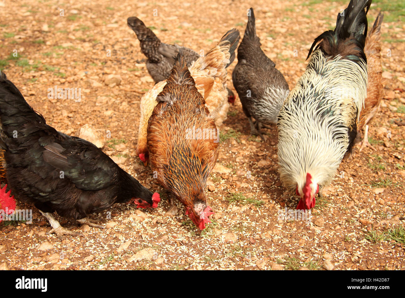 rooster and chicken Stock Photo - Alamy