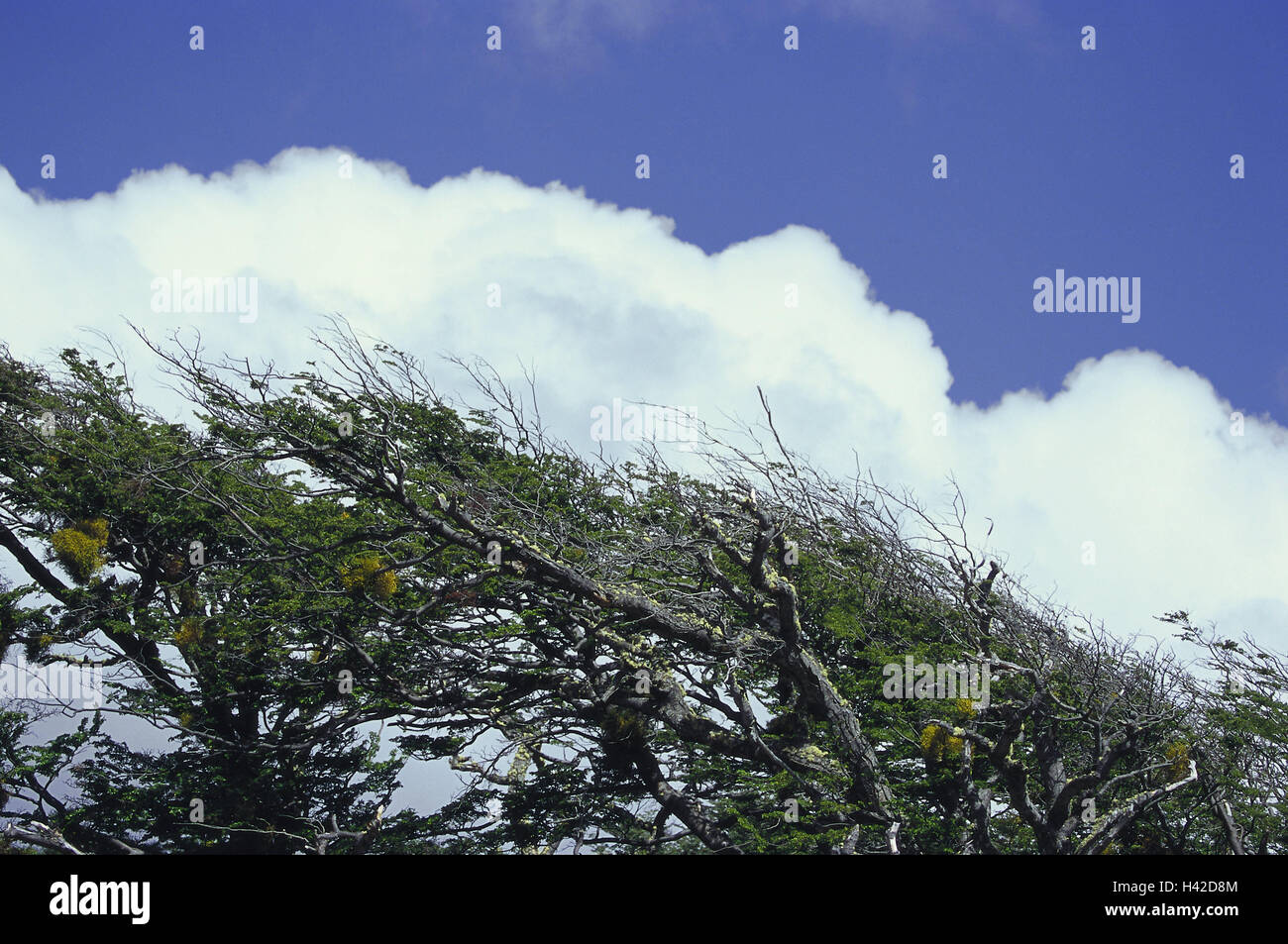 Flora de chile hi-res stock photography and images - Alamy