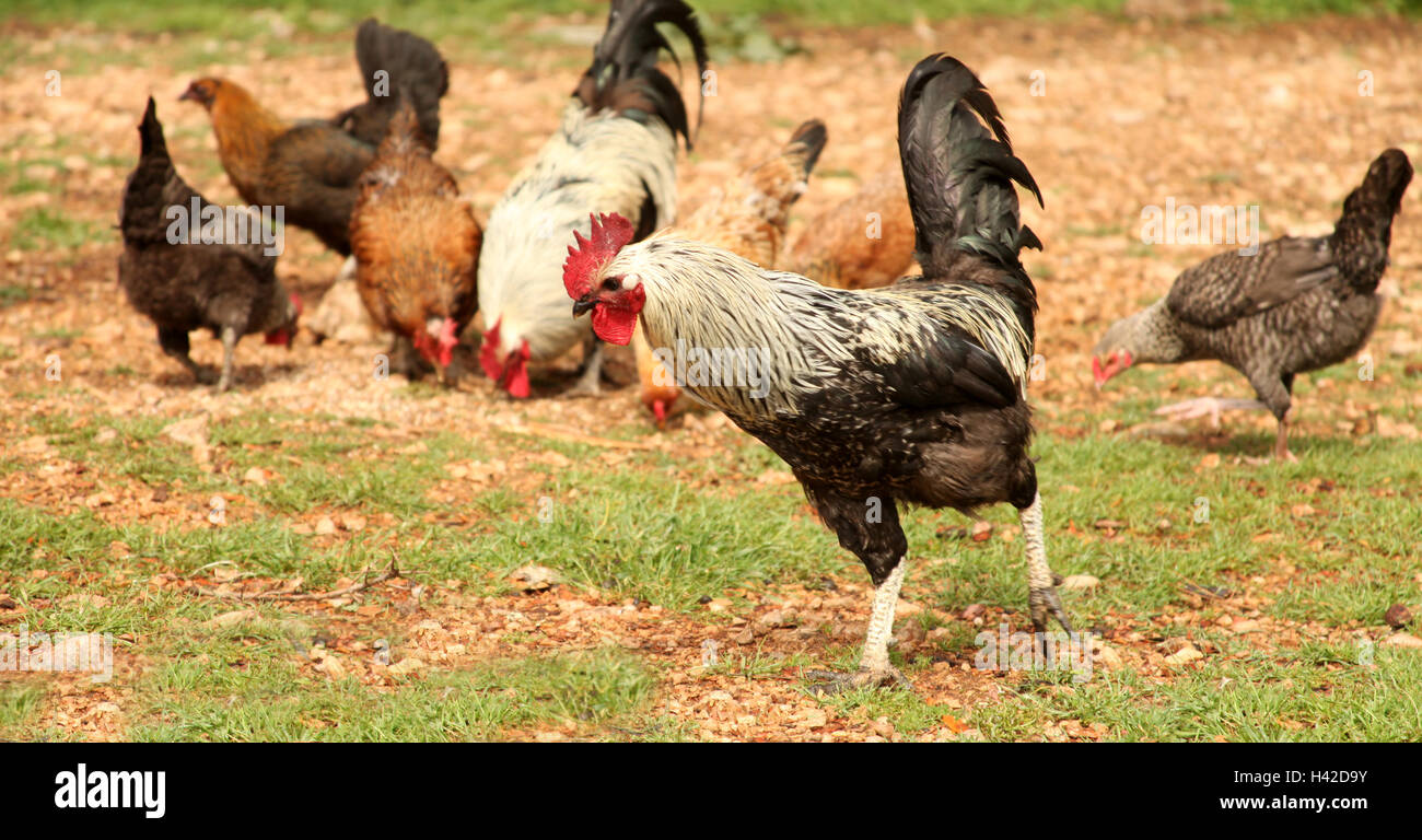 rooster and chicken Stock Photo - Alamy