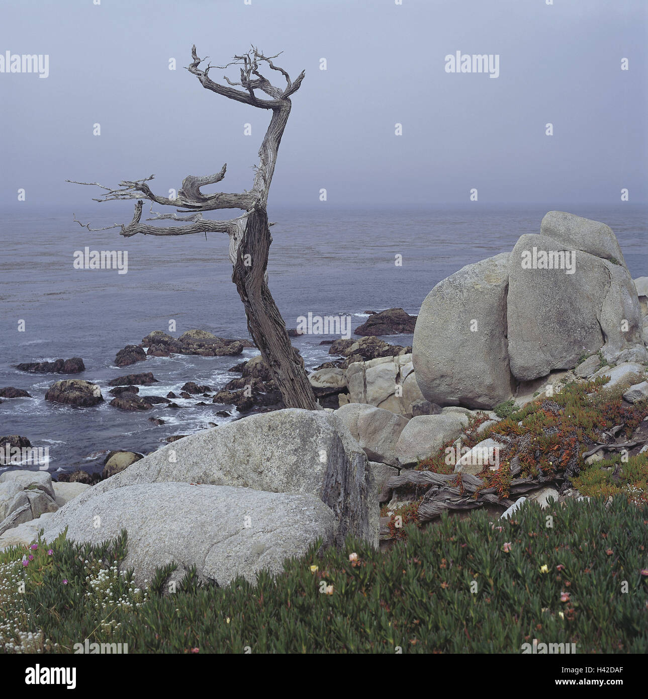Rock tree hi-res stock photography and images - Alamy
