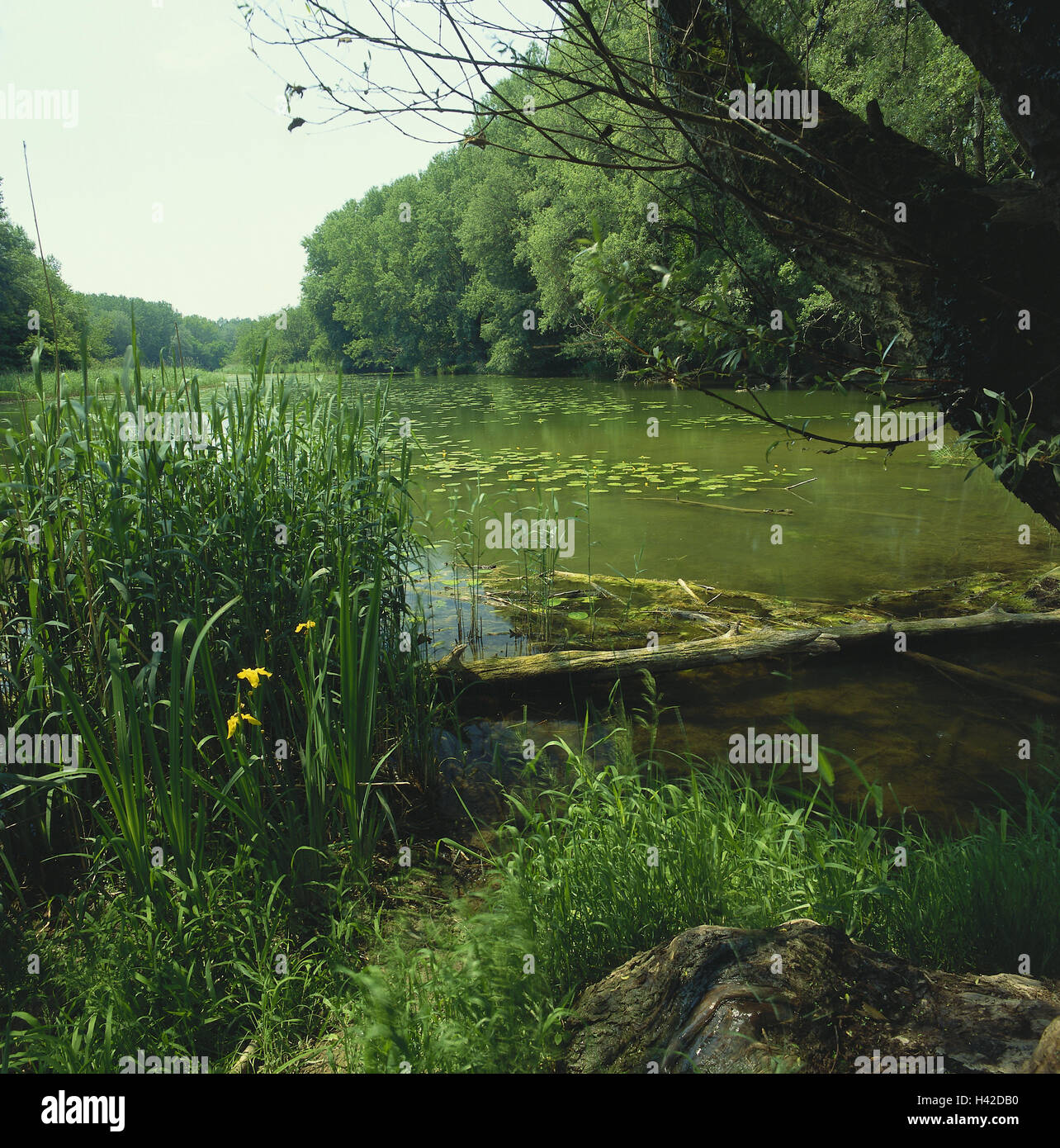 Austria, Schwechat, national park, Danube meadows, river, the Danube ...