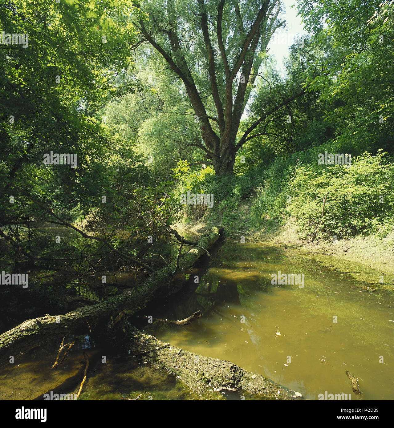 Austria, Schwechat, national park, Danube meadows, River, the Danube ...