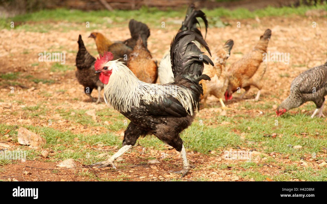 rooster and chicken Stock Photo - Alamy