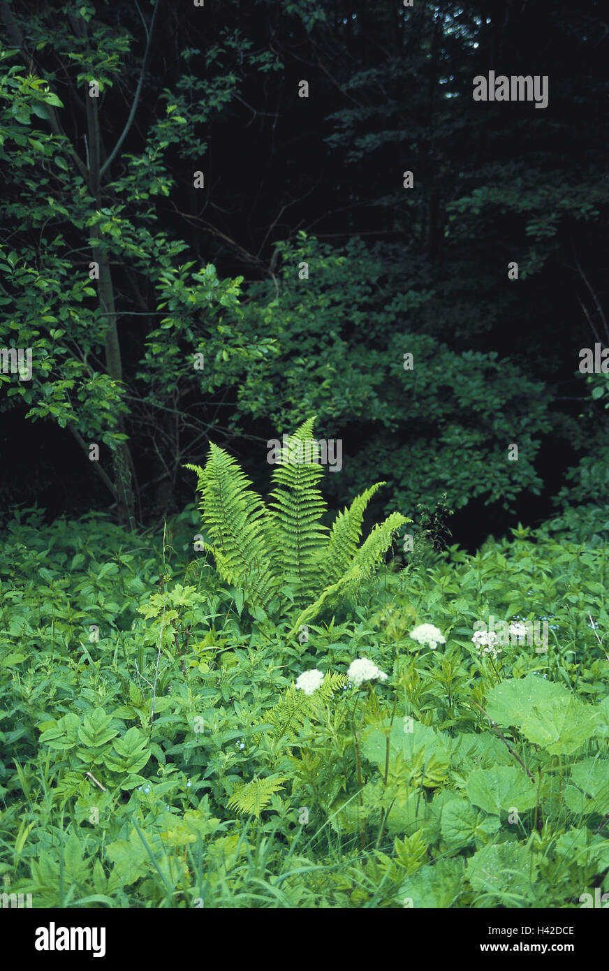 Wood, ferns, Austria, Salzkammergut, high stone alp, fern, flora ...