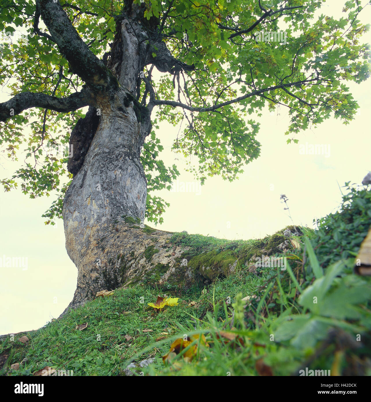 Austria, Salzburg, Osterhorn area, tree, nature, botany, vegetation ...