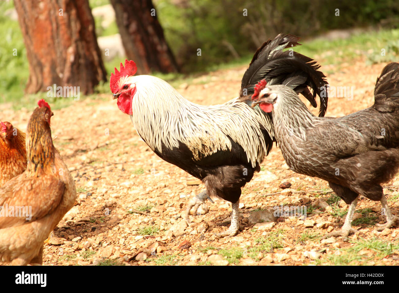 rooster and chicken Stock Photo - Alamy