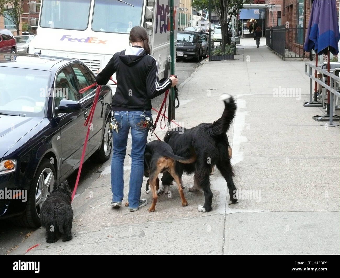 New york city woman dogs gas y marriages hi-res stock photography and ...