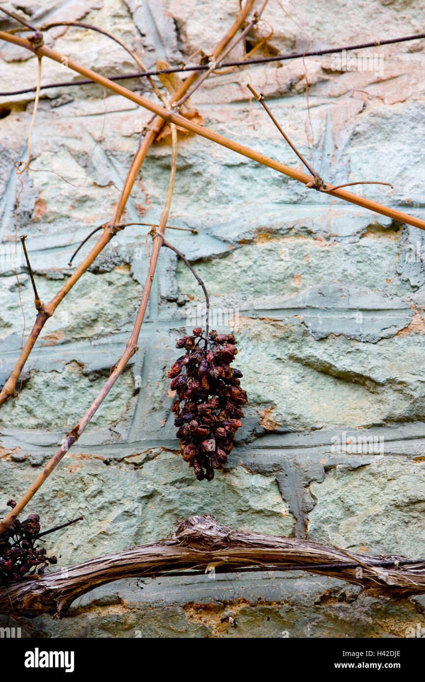Grape vine wall hi-res stock photography and images - Alamy