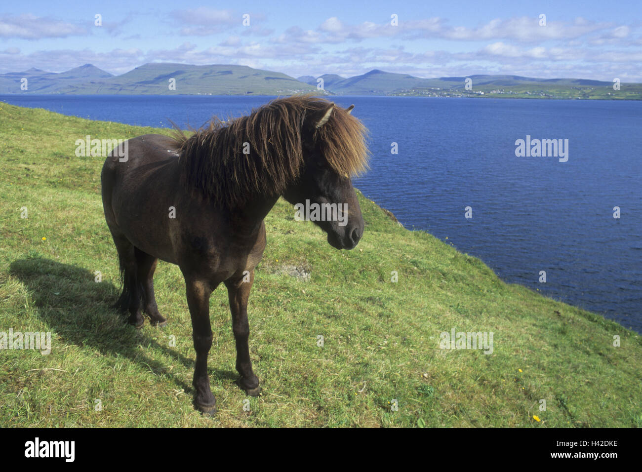 Denmark, Faroe Islands, coastal landscape, pony Stock Photo - Alamy