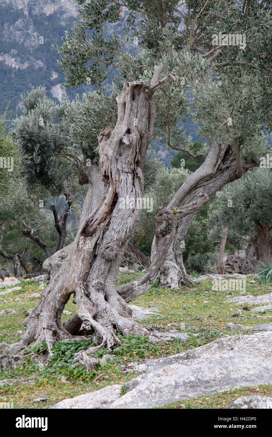 Majorca, olive grove, Spain, the Balearic Islands, Balearic Islands ...