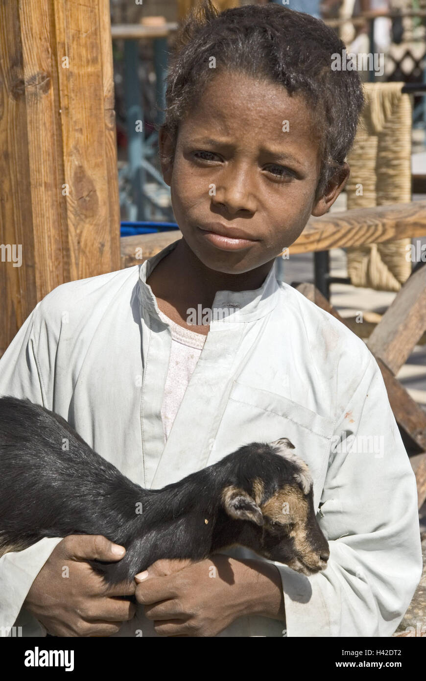Egypt, bedouin's boy, goat, Africa, Upper Egypt, person, locals, girls ...