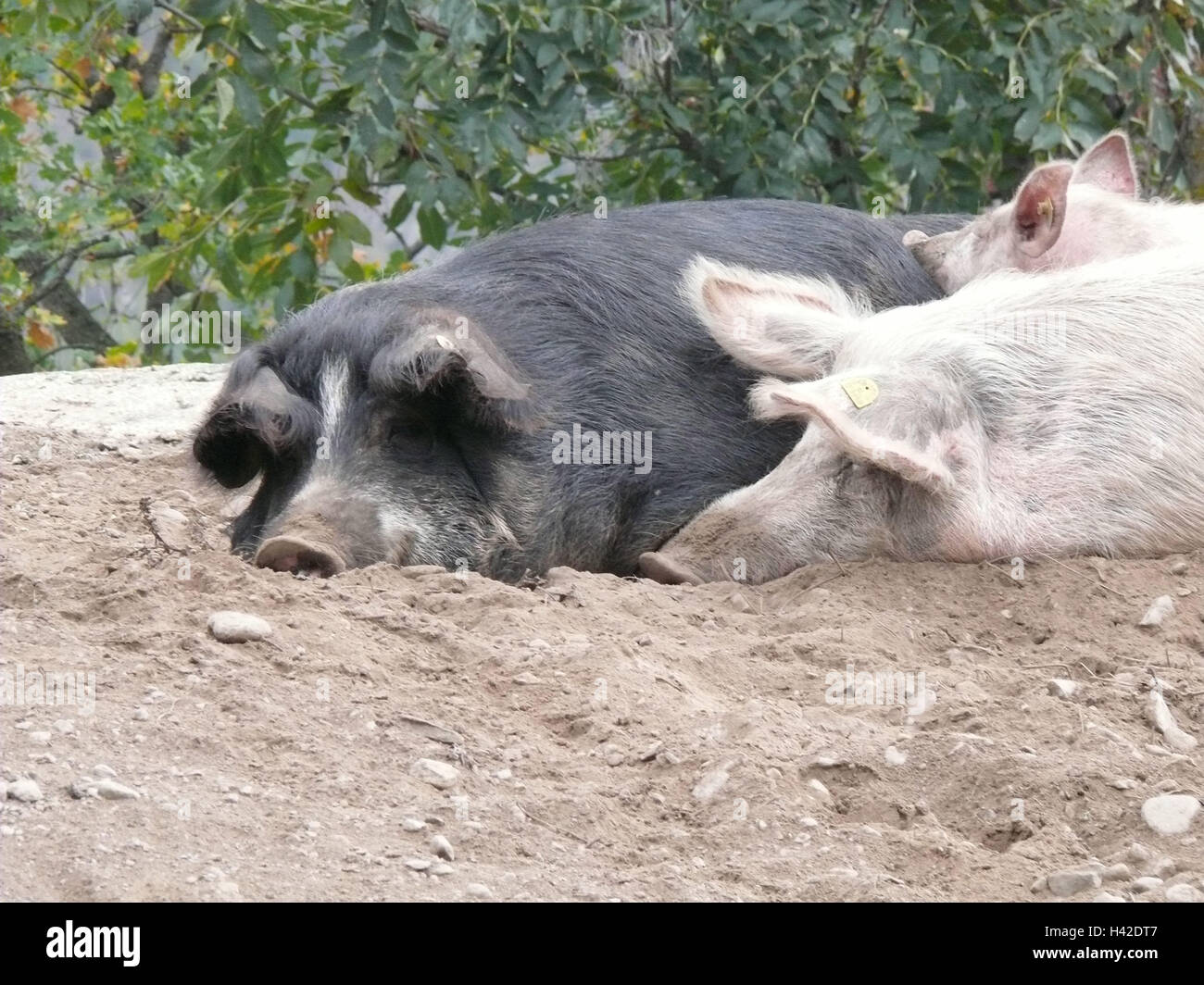 Pigs, wallow, earth, ground, enclosures, animals, mammals, usefulness ...