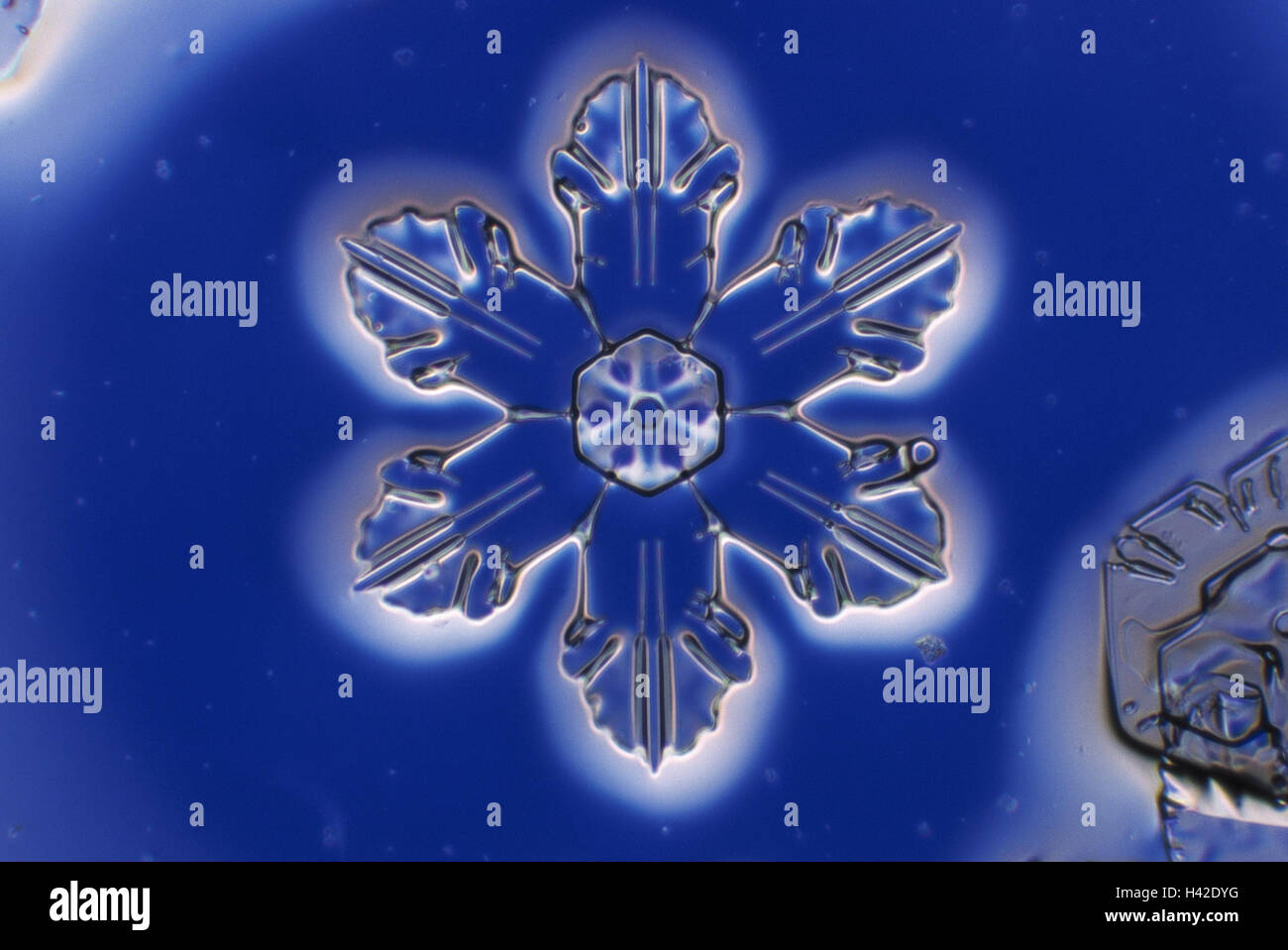 Snow crystal, nature, form, structure, ice cream, cold, snow, crystal ...