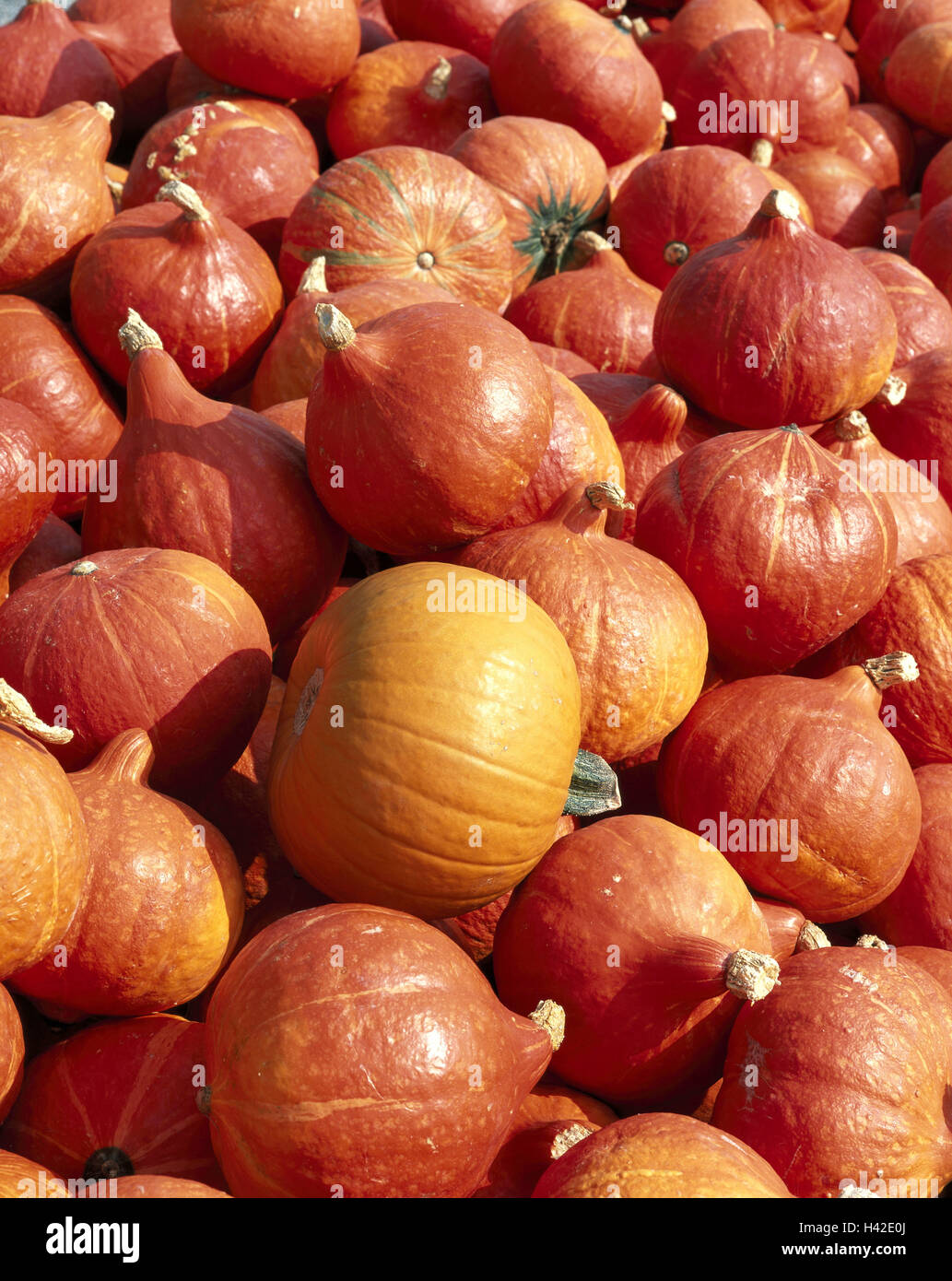 Squashes, mini Hokkaido, Still life, vegetables, pumpkins, Cucurbita ...