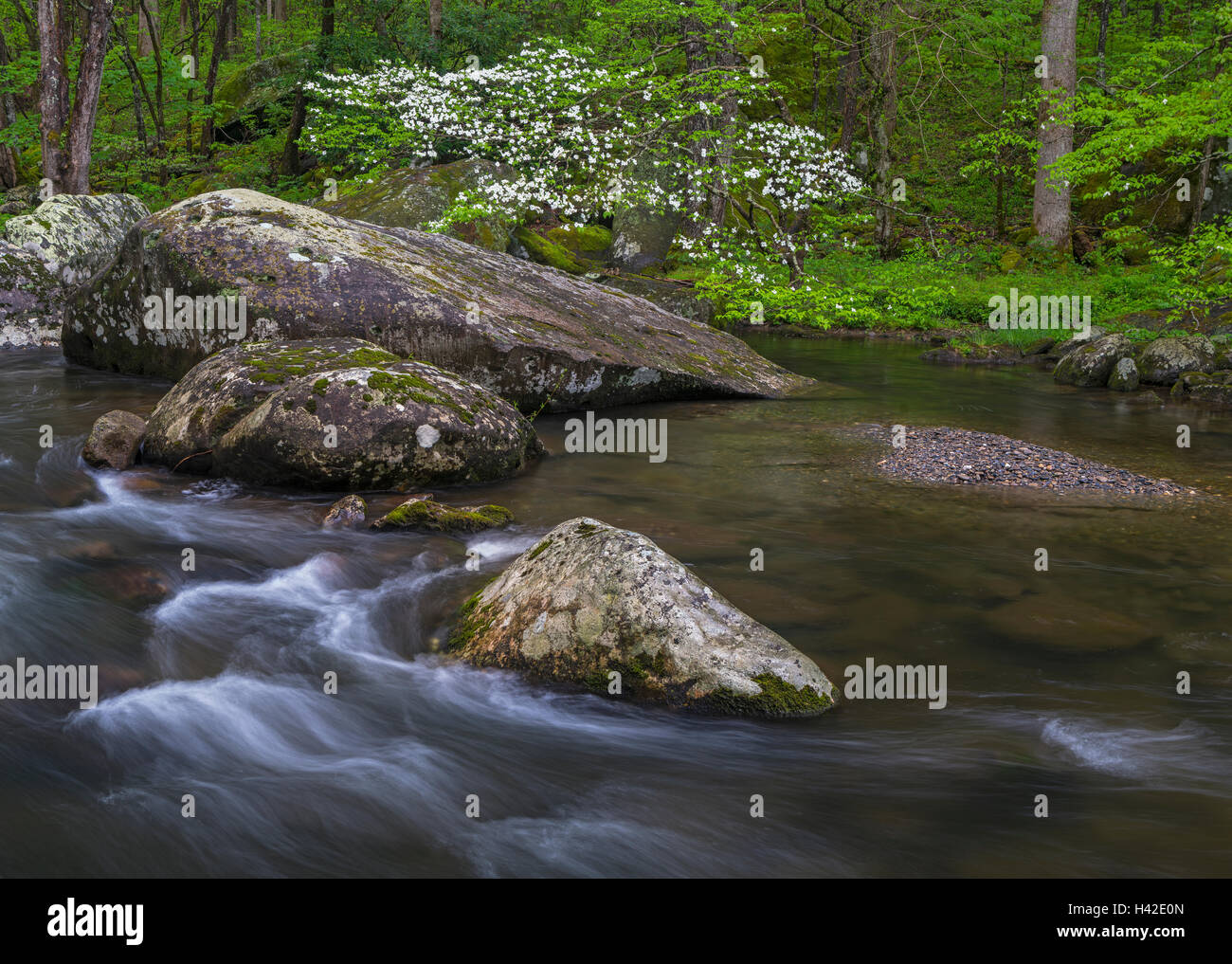 Great Smoky Mountains National Park, Tennessee: Flowering dogwood on ...