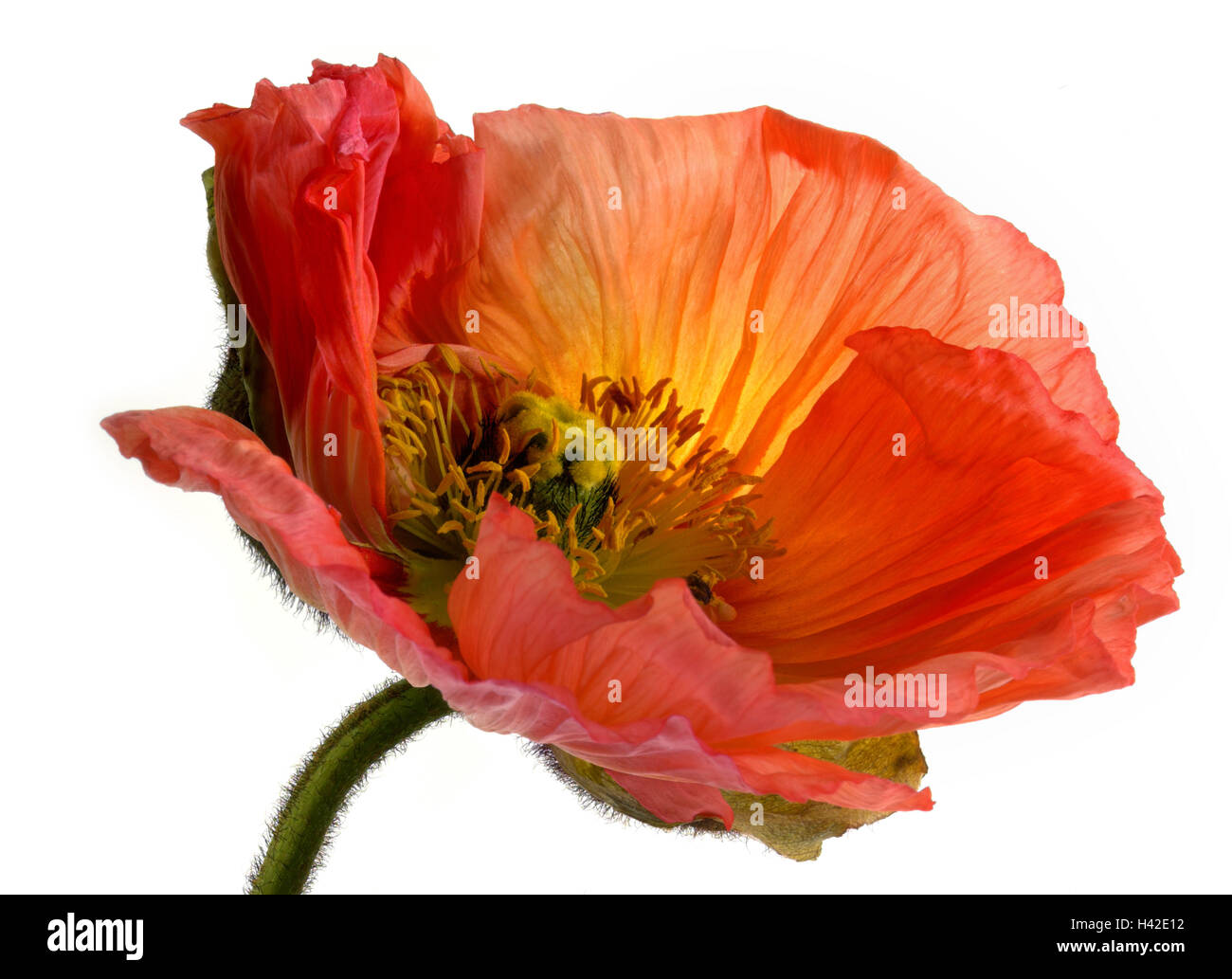 Poppy bloom, free plates, Poppy, Papaver, bloom, flower, field flower ...