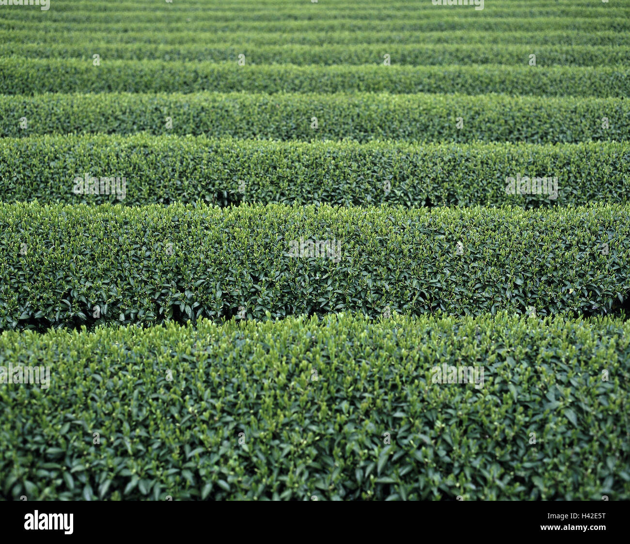 Japan, Shizuoka, tea plantation, economy, plantation, tea, tea plants ...