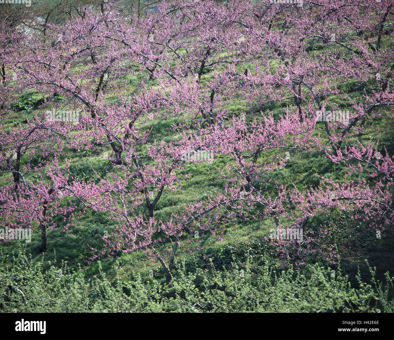 Peach economy hi-res stock photography and images - Alamy