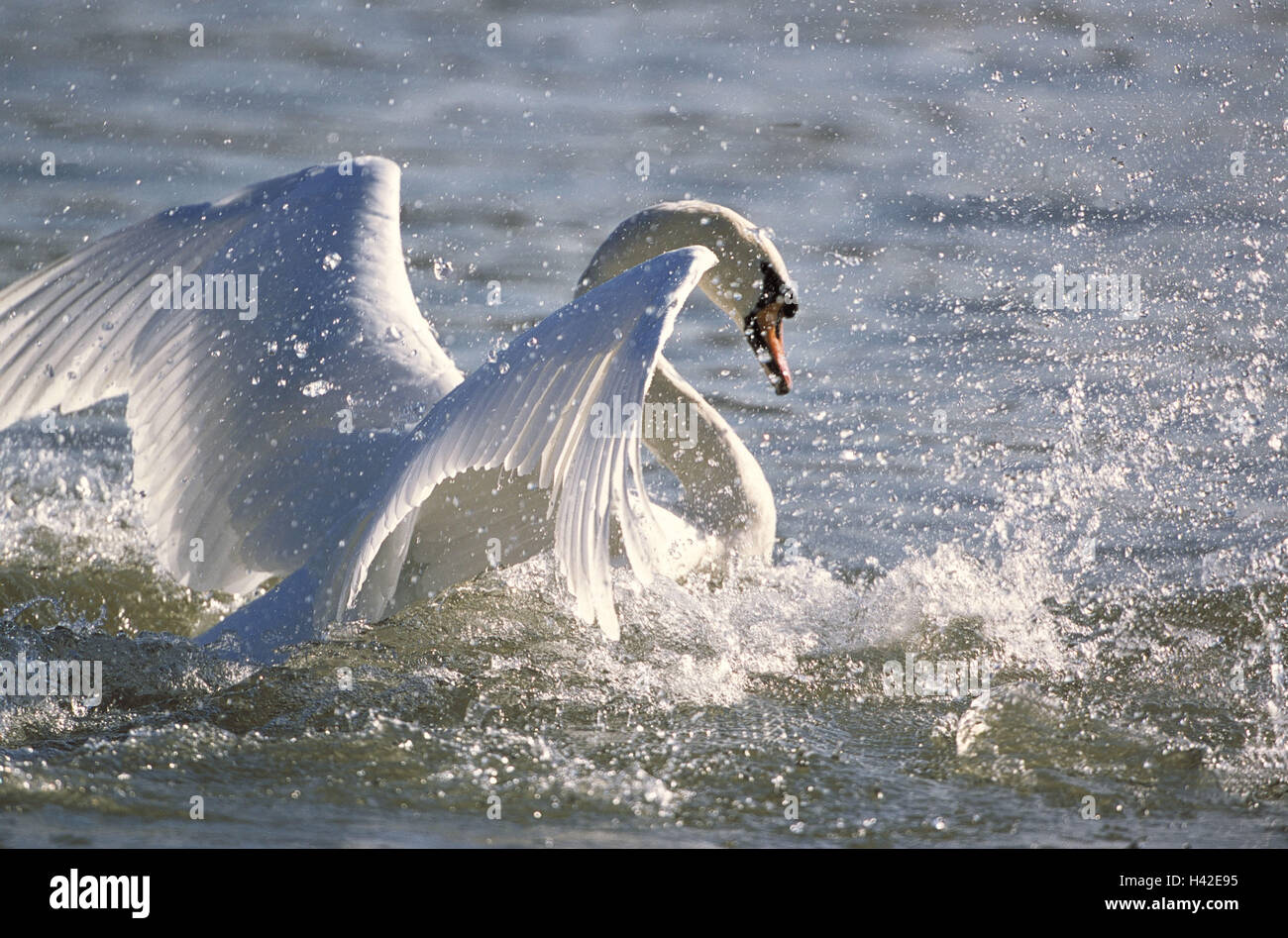 Lake, hump swan, Cygnus olor, wing, hit, water drops, back light ...