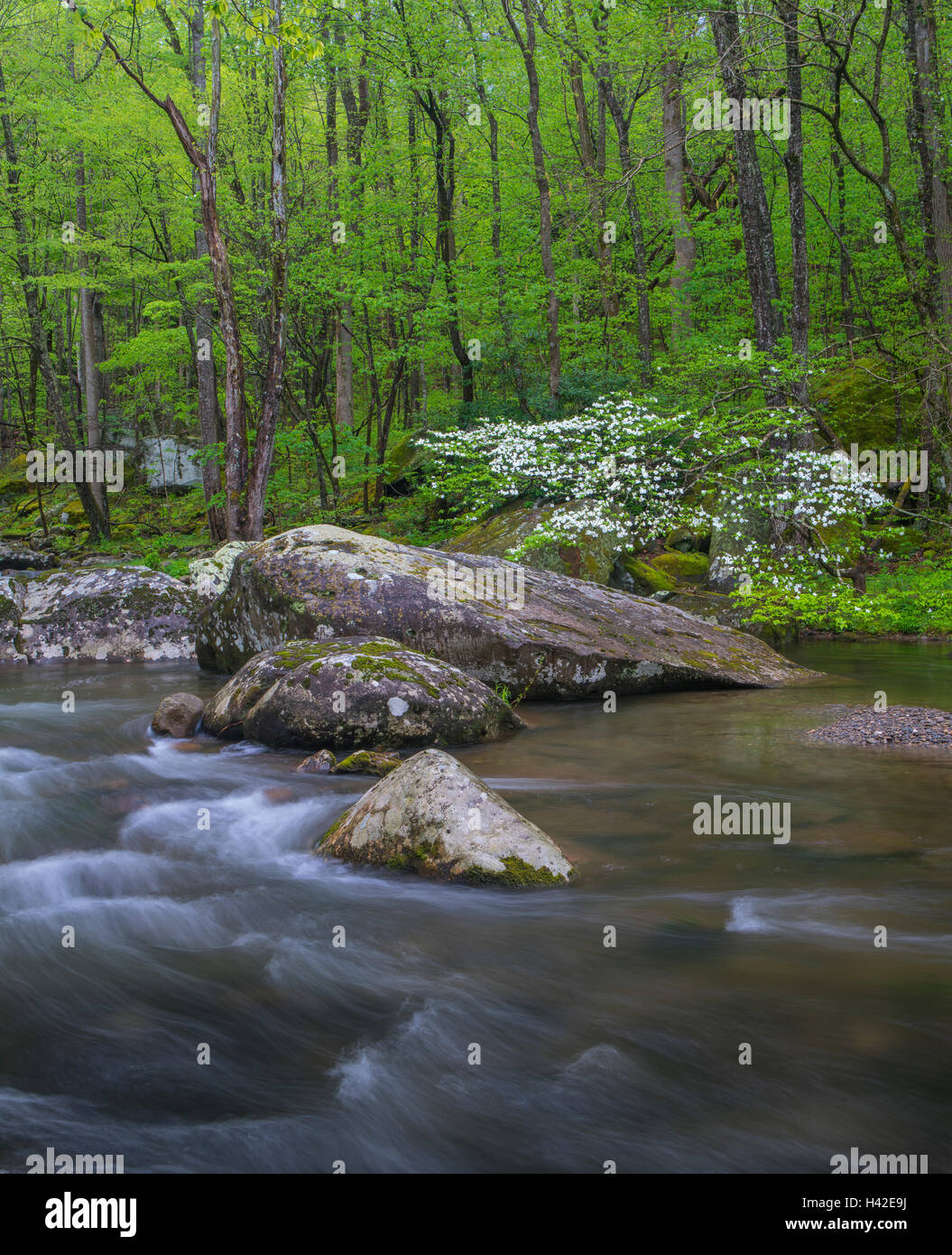 Great Smoky Mountains National Park, Tennessee: Flowering dogwood on ...