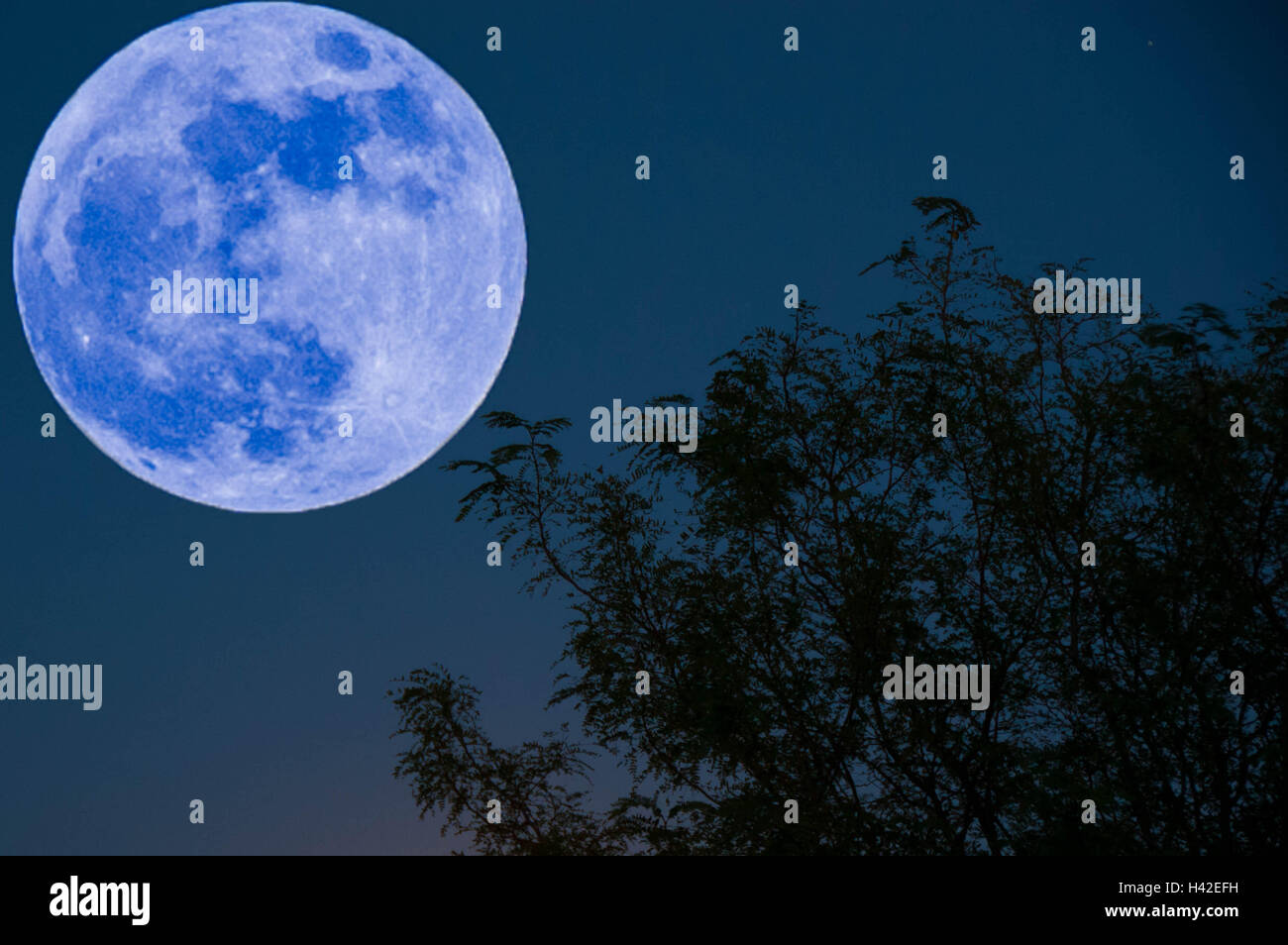 full moon over tree rising horizon big huge bright amazing lifesize ...