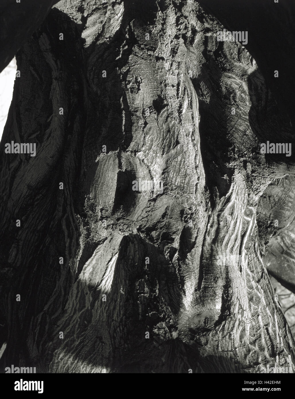 Wood, trunk, detail, b/w, season, autumn, spring, nature, tree, old ...