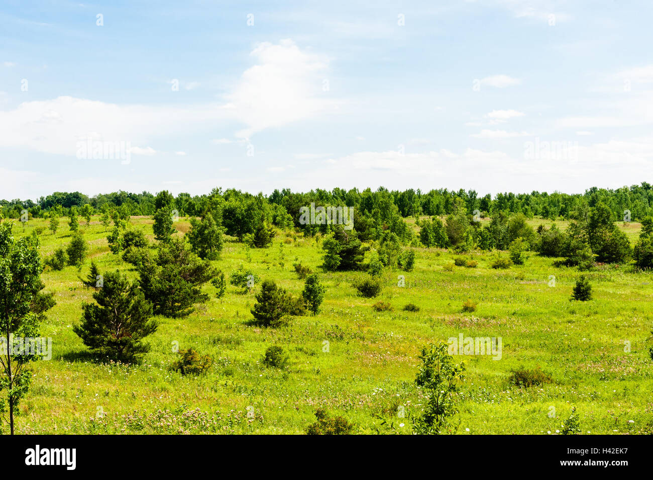 Landscape of small trees in wild meadow under pale sky, receding into ...