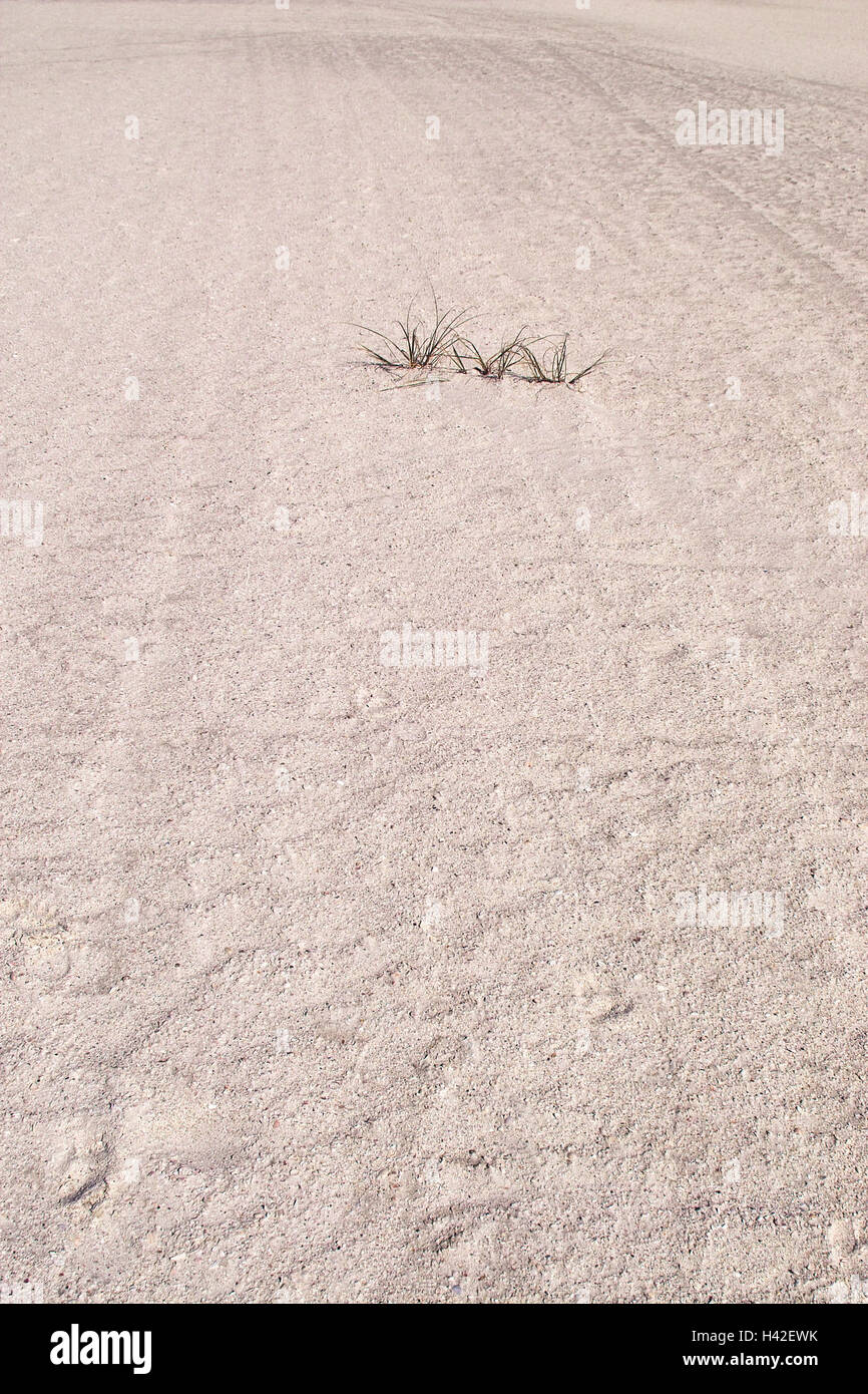 Squander, sand track, grasses Sand desert, sand, beach, tire tracks ...