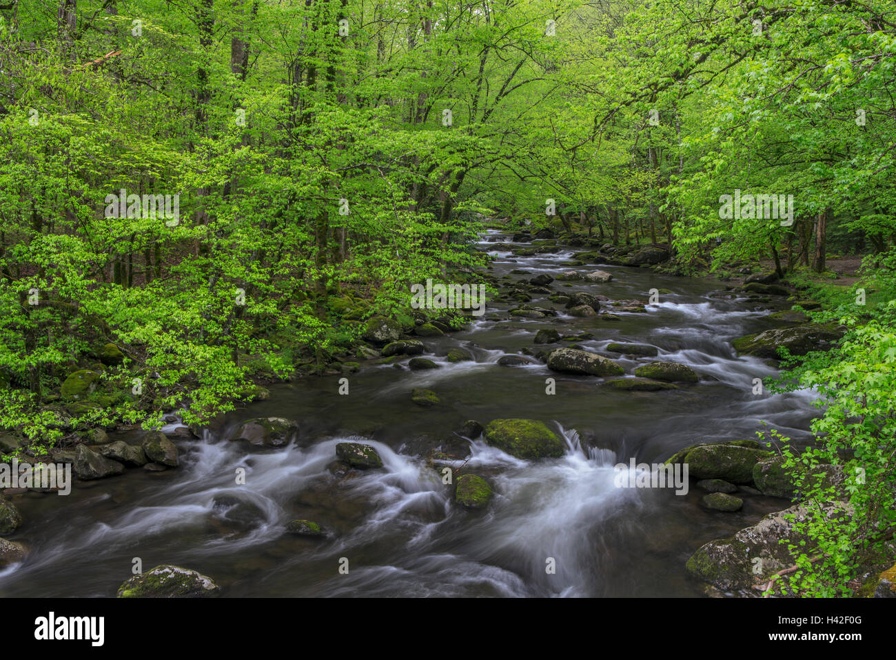 Great Smoky Mountains National Park, Tennessee: Middle Prong Little ...