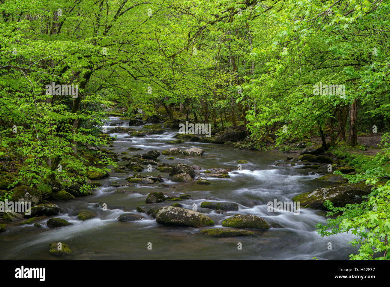Great Smoky Mountains National Park, Tennessee: Middle Prong Little ...
