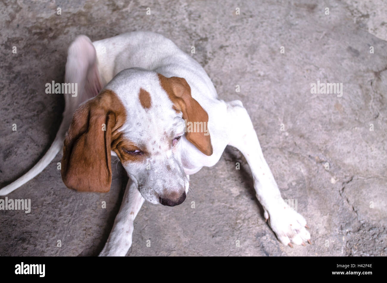 Puppy pointer lying on a concrete floor Stock Photo - Alamy