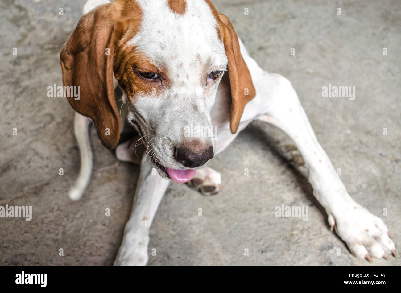 Tired white with auburn ears four-month puppy pointer Stock Photo - Alamy