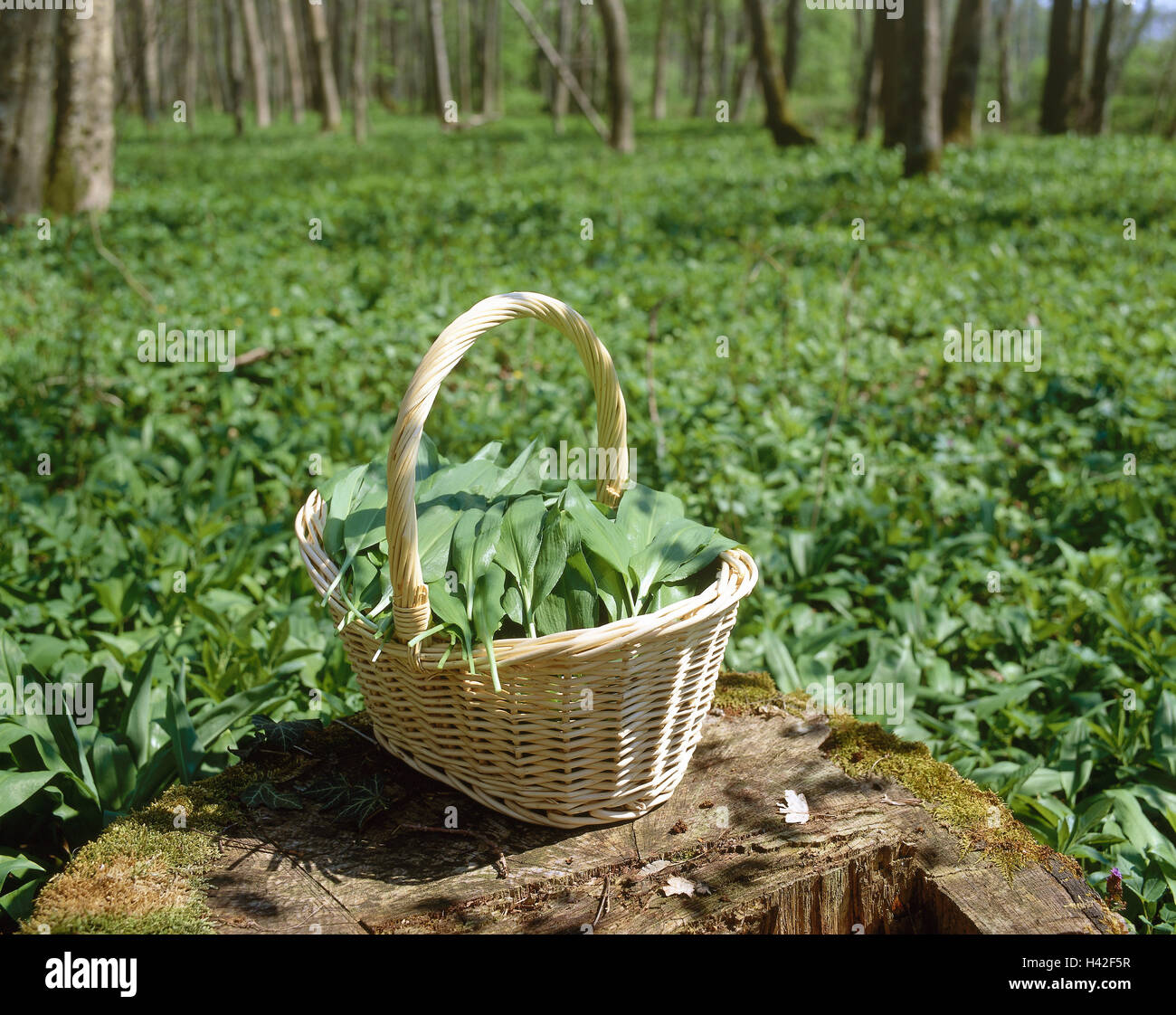Wood, forest floor, wild garlic, Allium ursinum, tree stump, basket ...