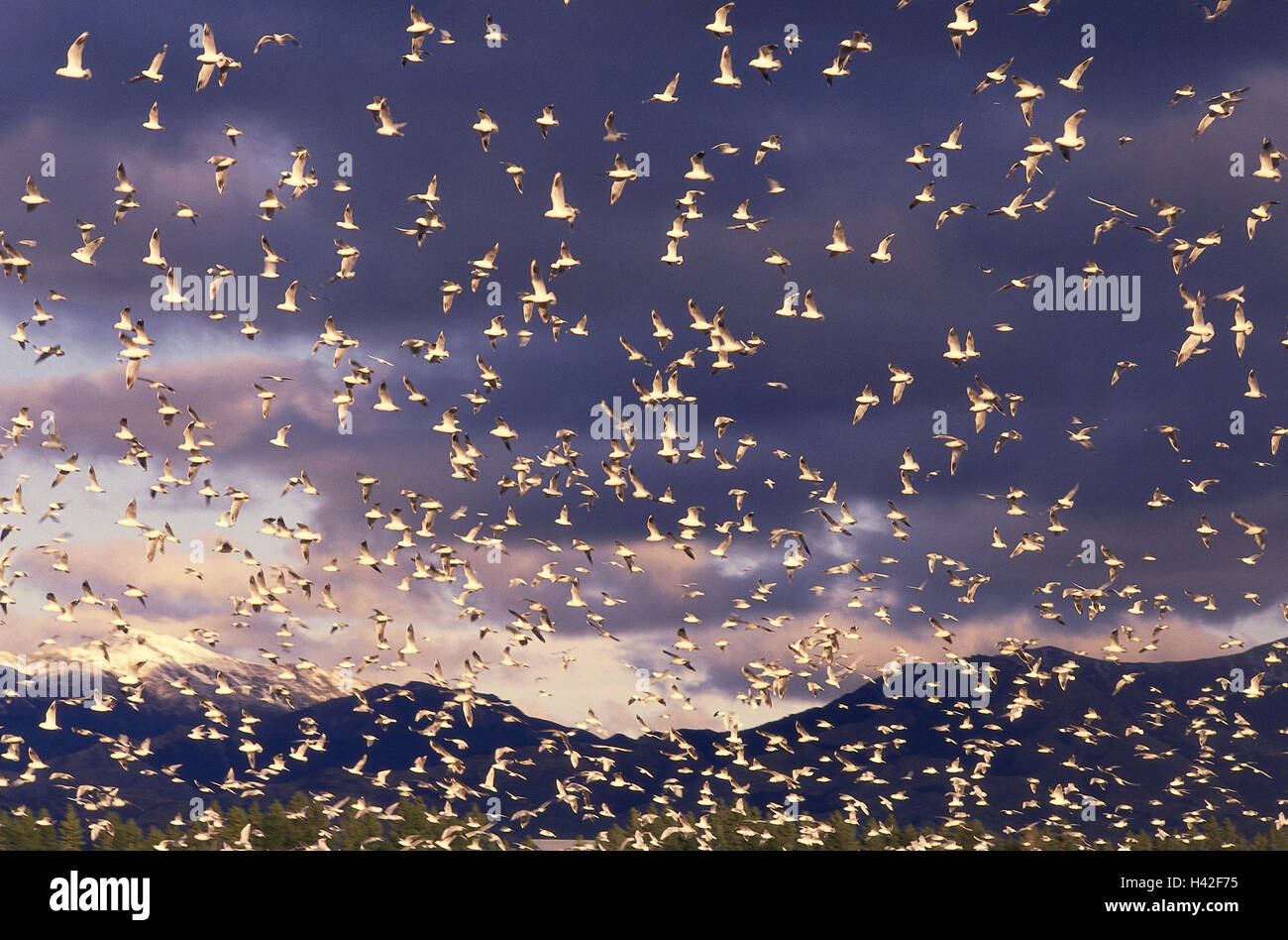 Coast, seagulls, Larus spec., Flight Animals, birds, bird swarm ...