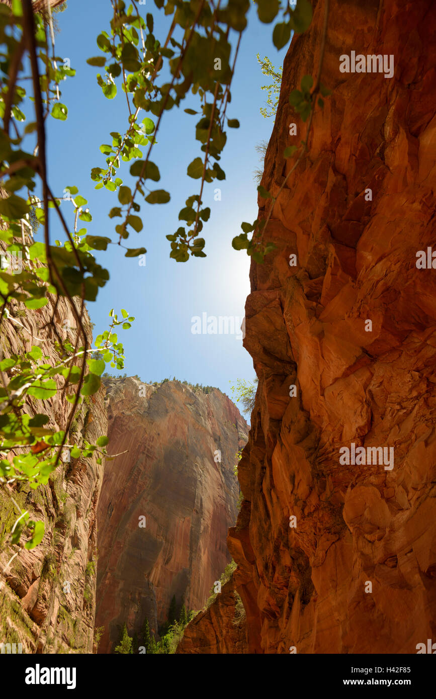 Hanging plants near Weeping Rock, Zion National Park, located in the ...