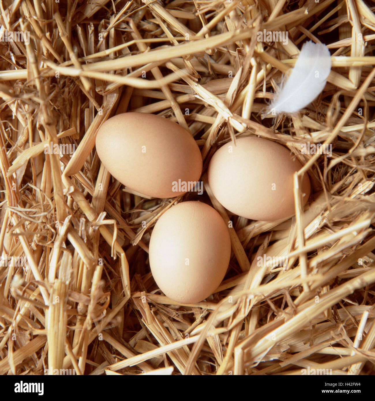 Species appropriate poultry keeping hi-res stock photography and images ...
