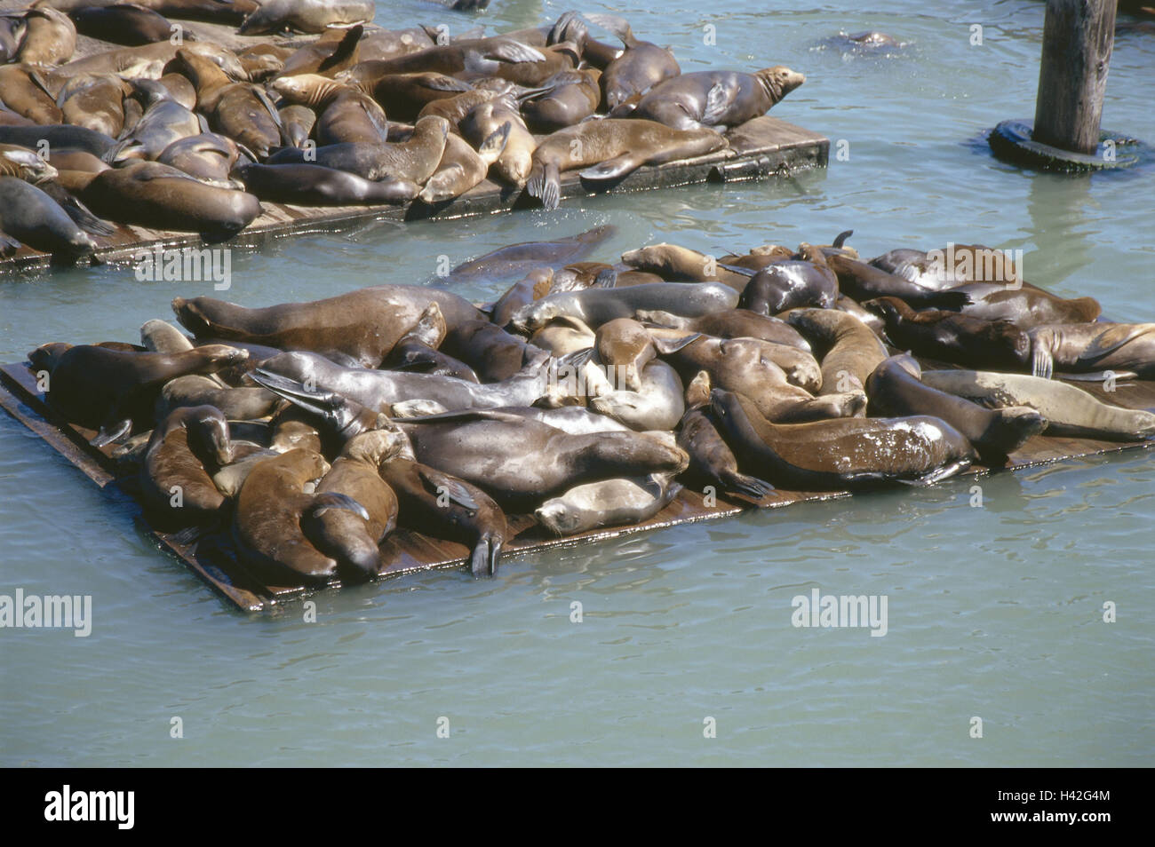 Raft of sea lions hi-res stock photography and images - Alamy