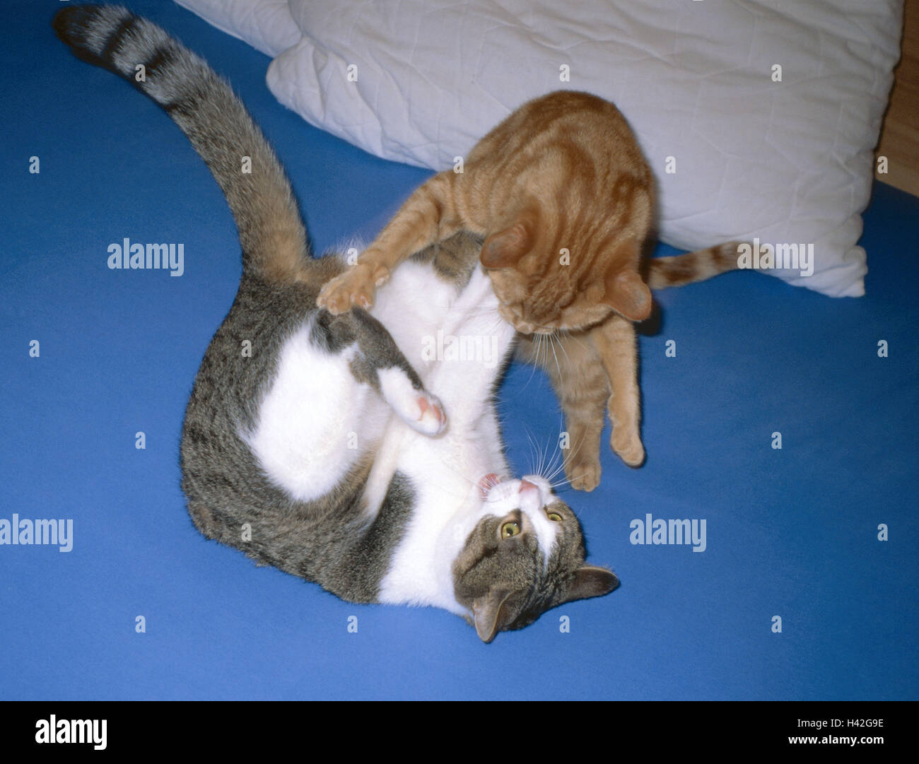 Bed, cats, scuffle, animals, mammals, pets, cats, cats, Felidae, two ...