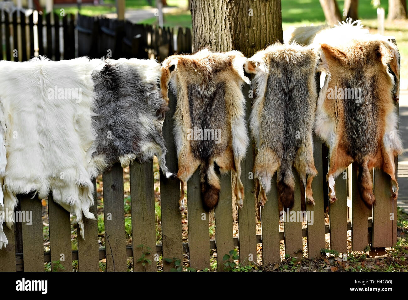 Fox and goat hi-res stock photography and images - Alamy