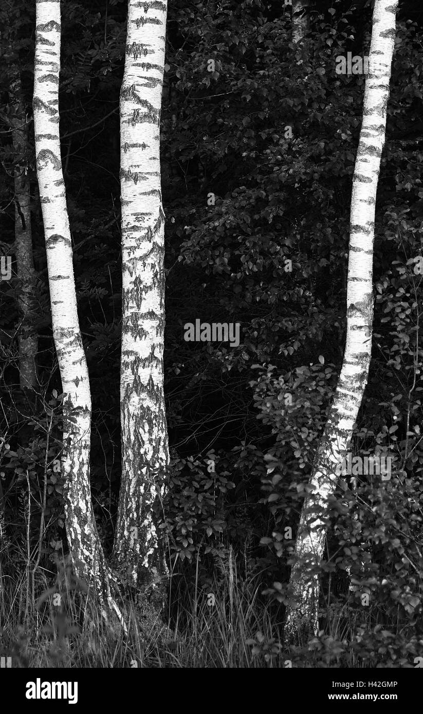 Tree trunks standing or fallen Black and White Stock Photos & Images ...