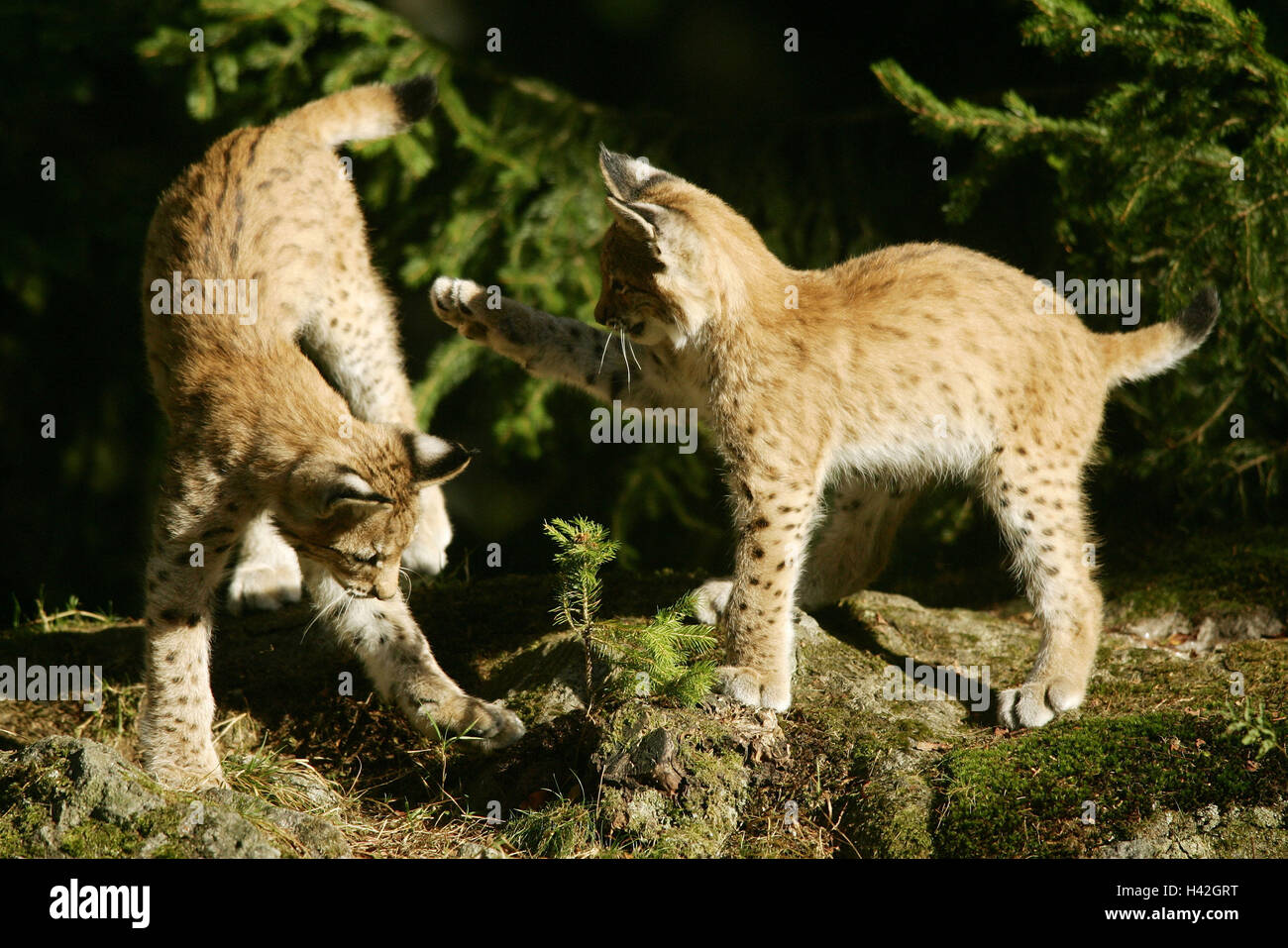 Wood, rock, Eurasian lynxes, Lynx lynx, young animals, play, Wildlife ...