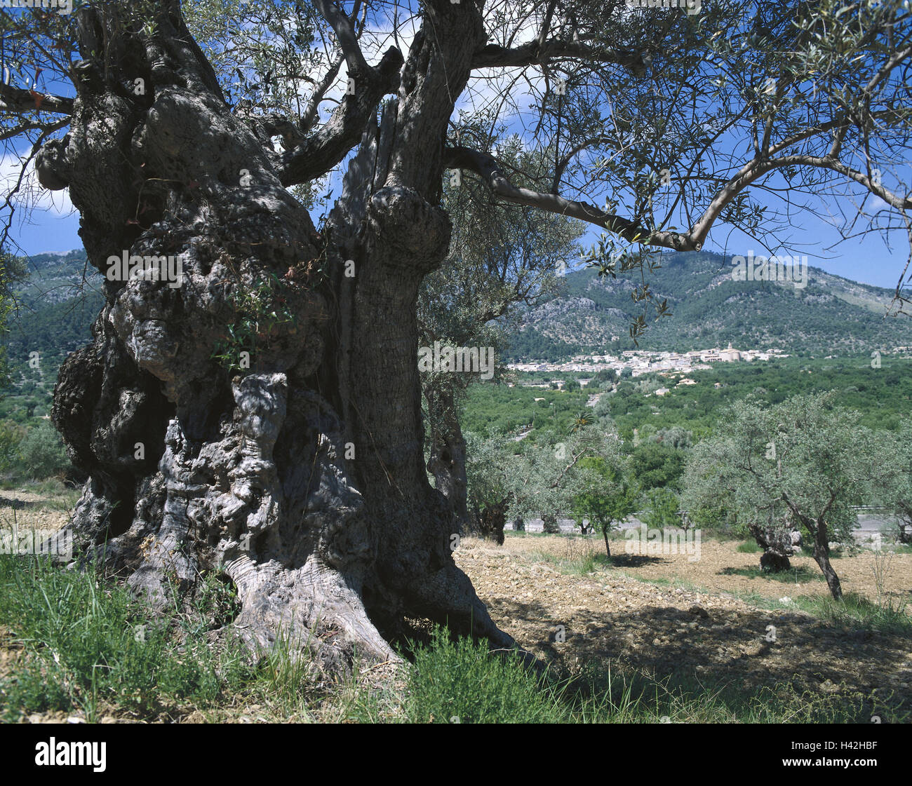 Spain, the Balearic Islands, island Majorca, Caimari, town view, olive ...