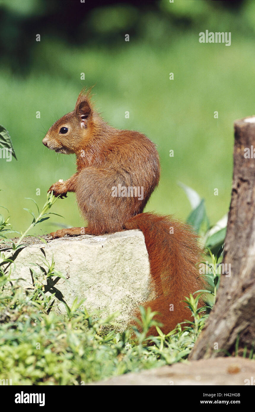 Meadow, stone, European squirrel, Sciurus vulgaris, side view, nature ...