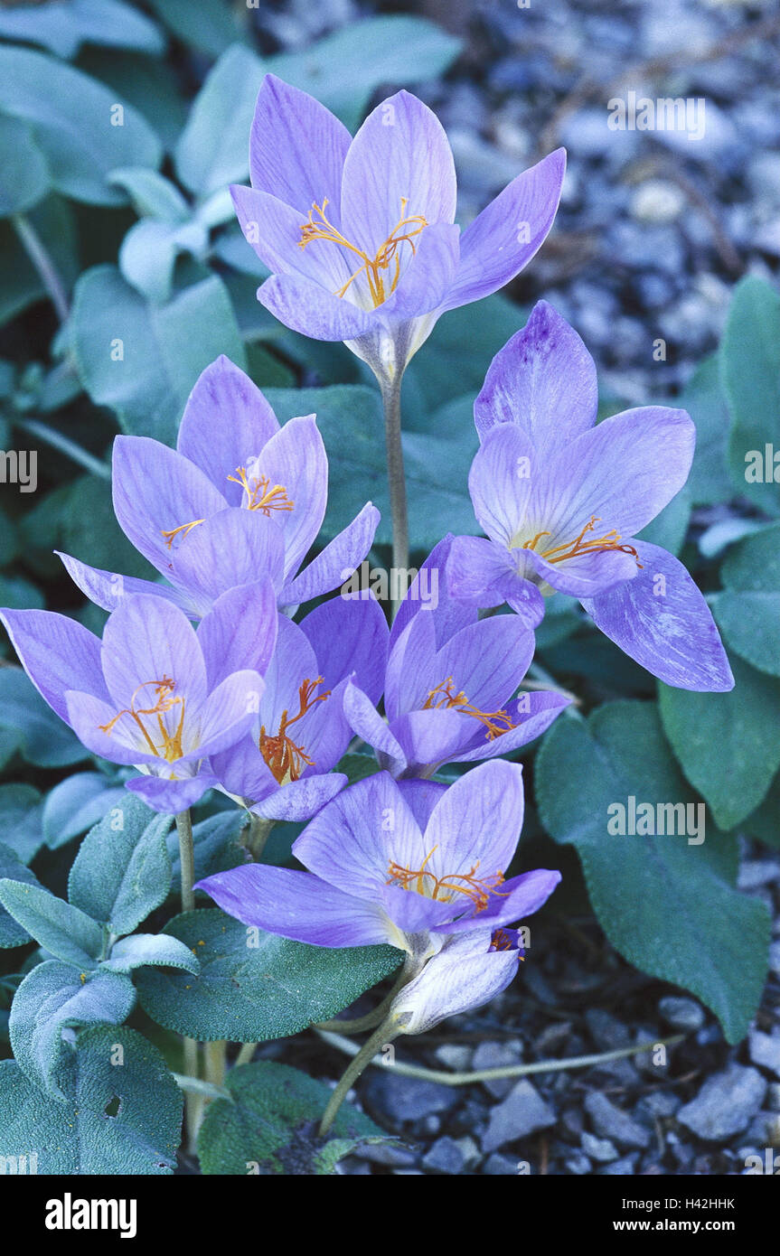 Autumn crocus, Crocus speciosus, blossoms, violet, nature, vegetation ...