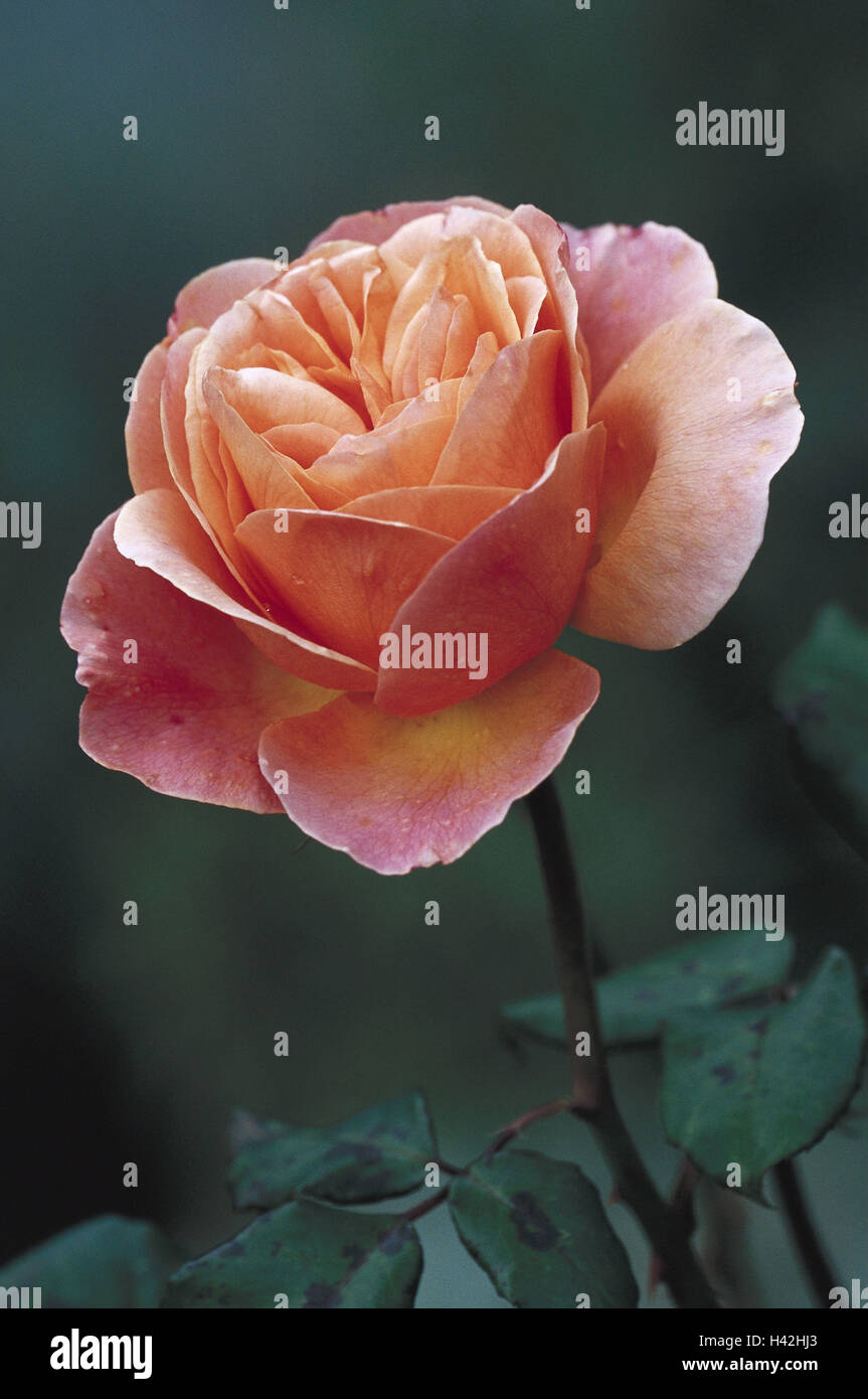 Rose, blossom, salmon-coloured, plant, cultivated plant, ornamental ...